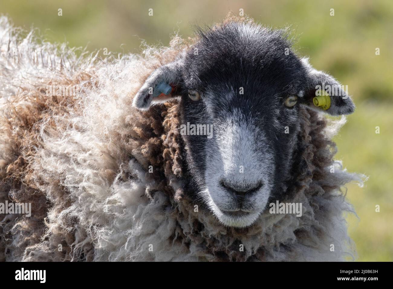 Sheep laying in farm field hi-res stock photography and images - Alamy