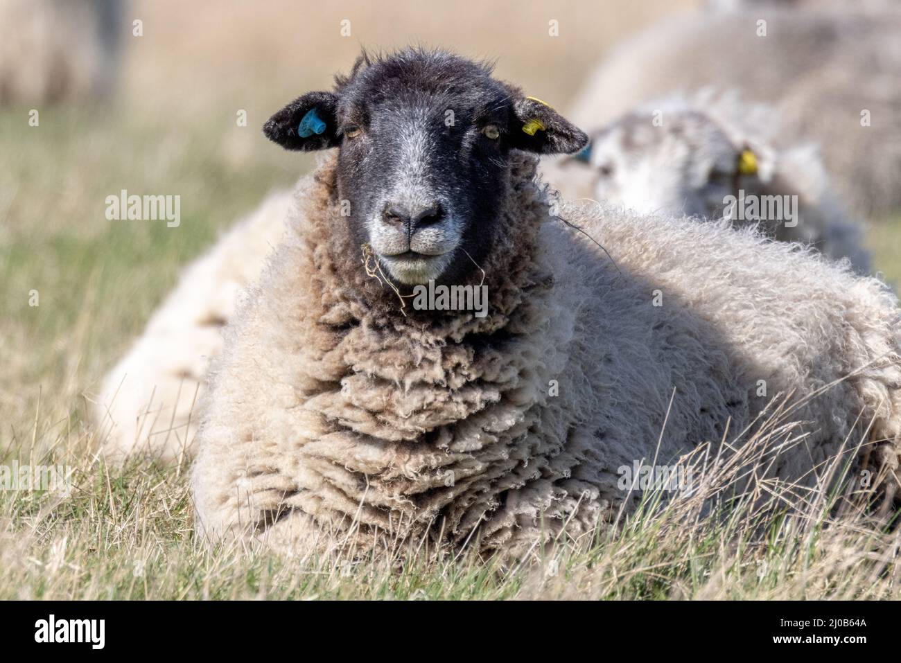 Sheep Lying in a Sunny Field Stock Photo - Alamy
