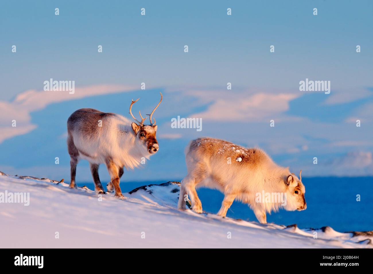 Arctic caribou walrus hi-res stock photography and images - Alamy