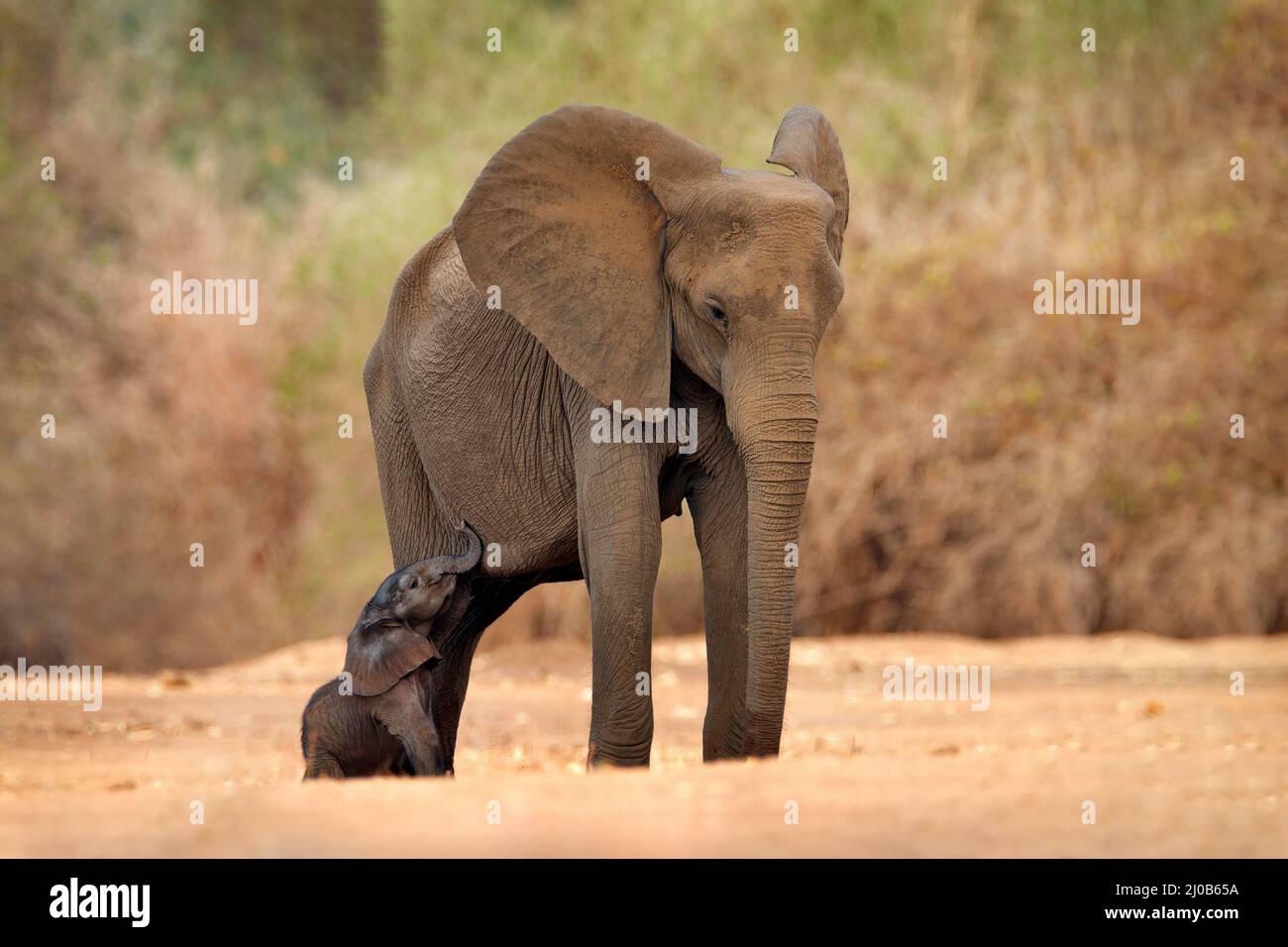 Baby elephant. Young Elephant at Mana Pools NP, Zimbabwe in Africa. Big ...