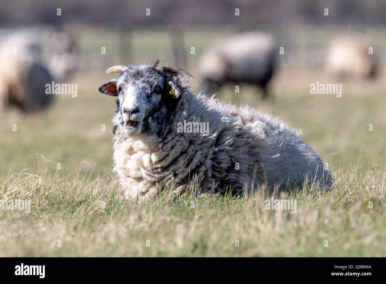 Sheep laying in farm field hi-res stock photography and images - Alamy