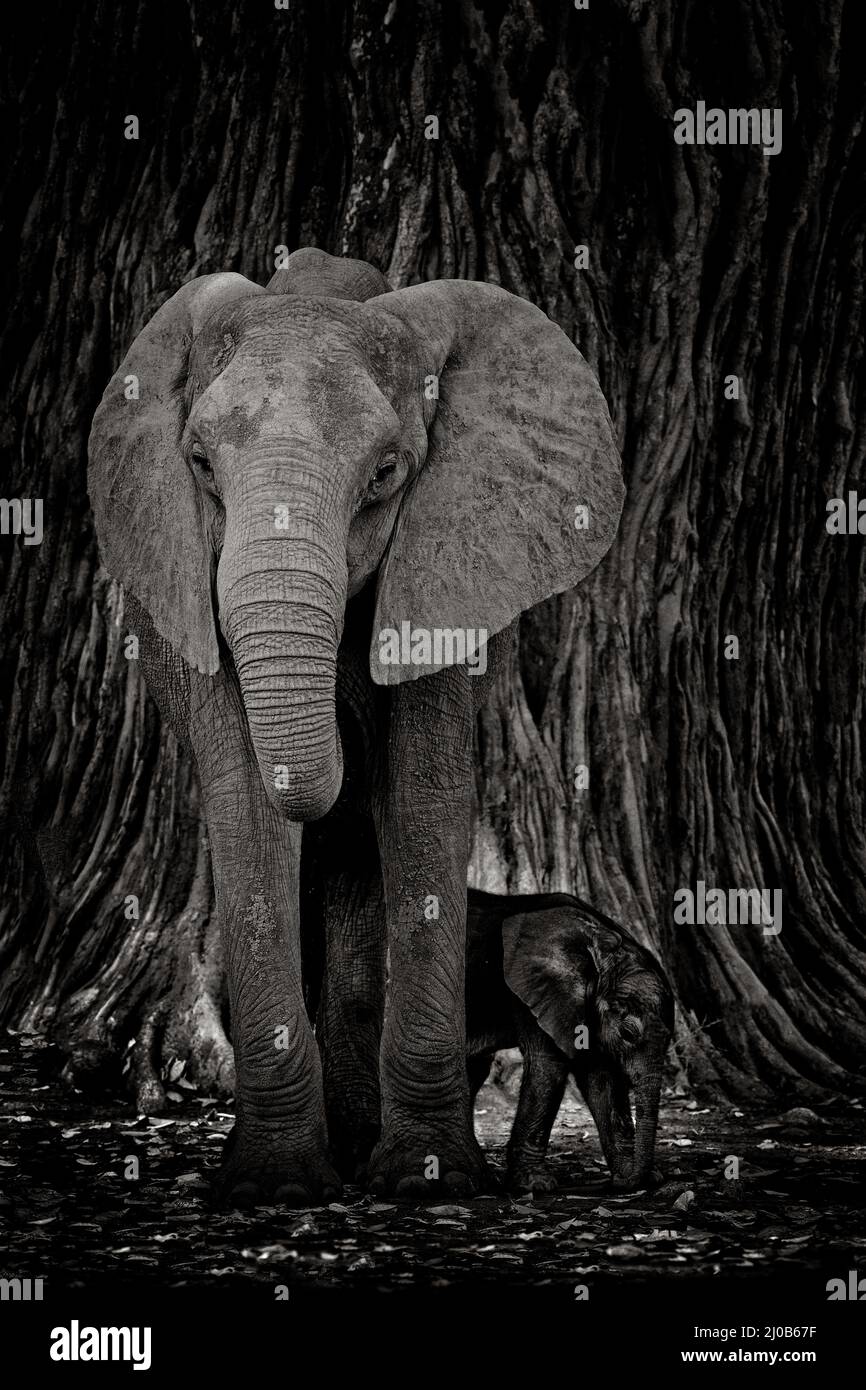 Young pup Elephant at Mana Pools NP, Zimbabwe in Africa. Big animal in ...