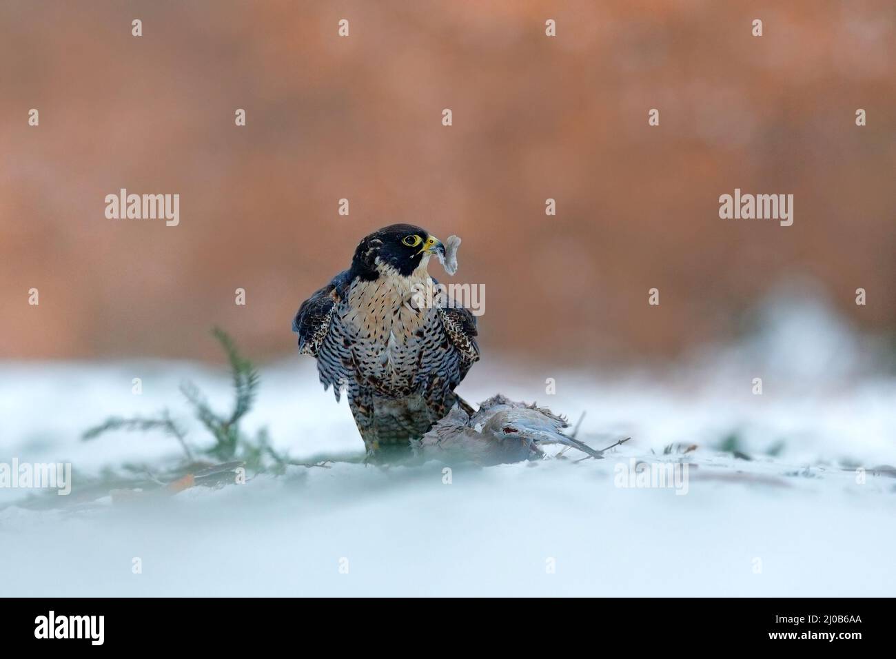 Peregrine Falcon, bird of prey sitting in the snow with catch during ...