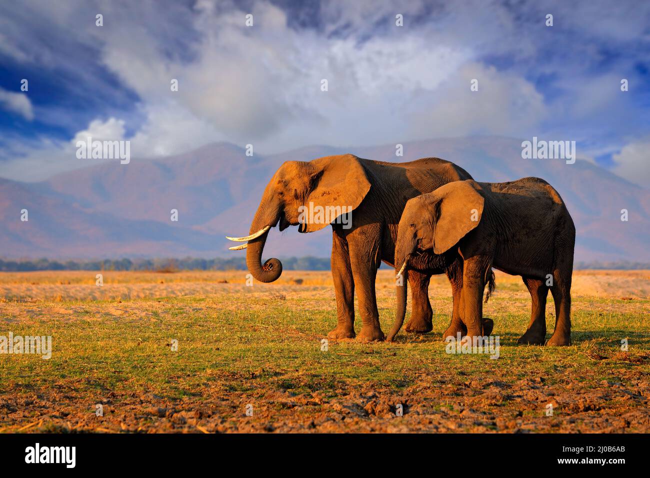 Elephant in the grass, blue sky. Wildlife scene from nature, elephant ...