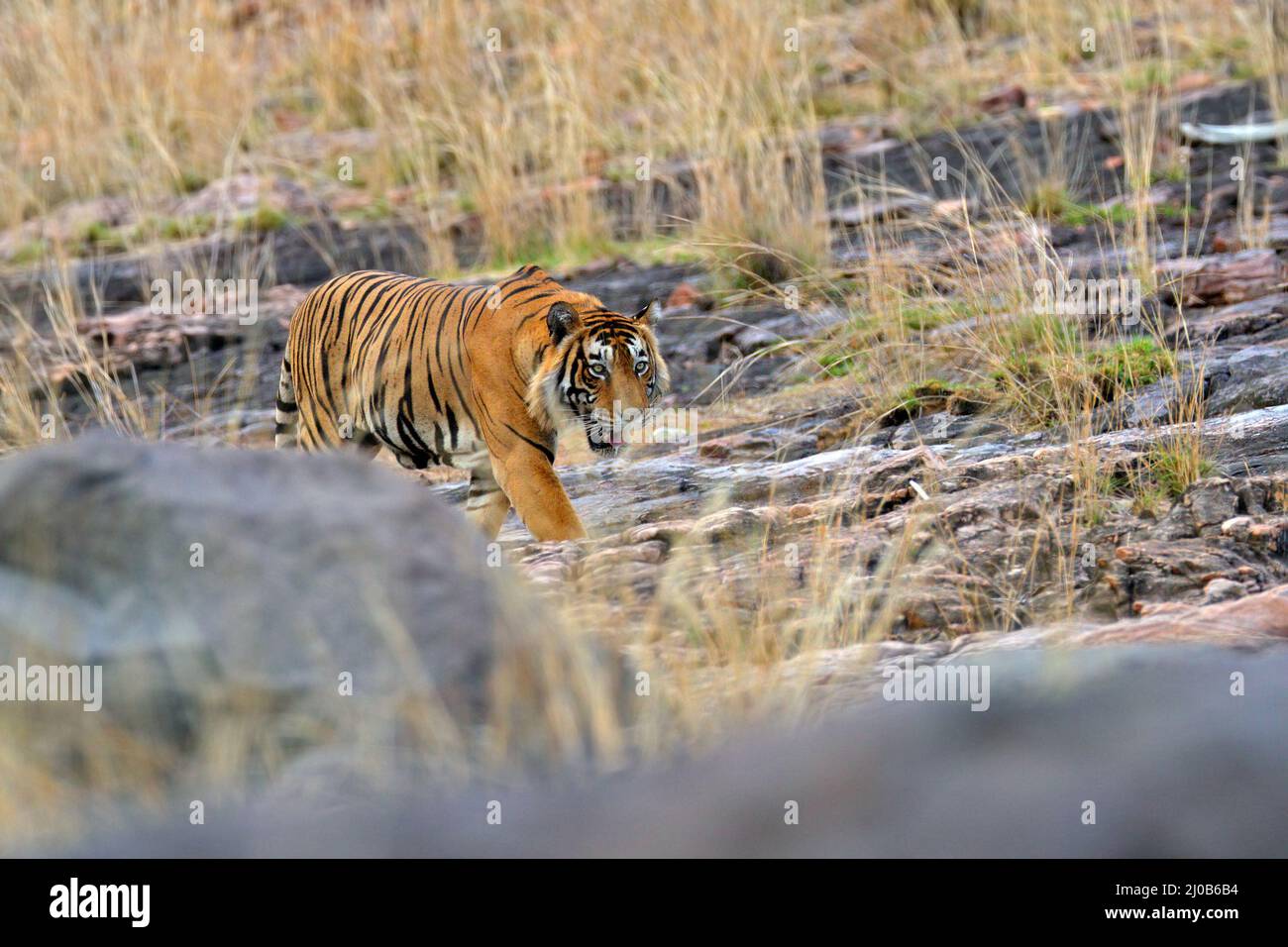 Indian tiger, wild animal in the nature habitat, Ranthambore NP, India ...