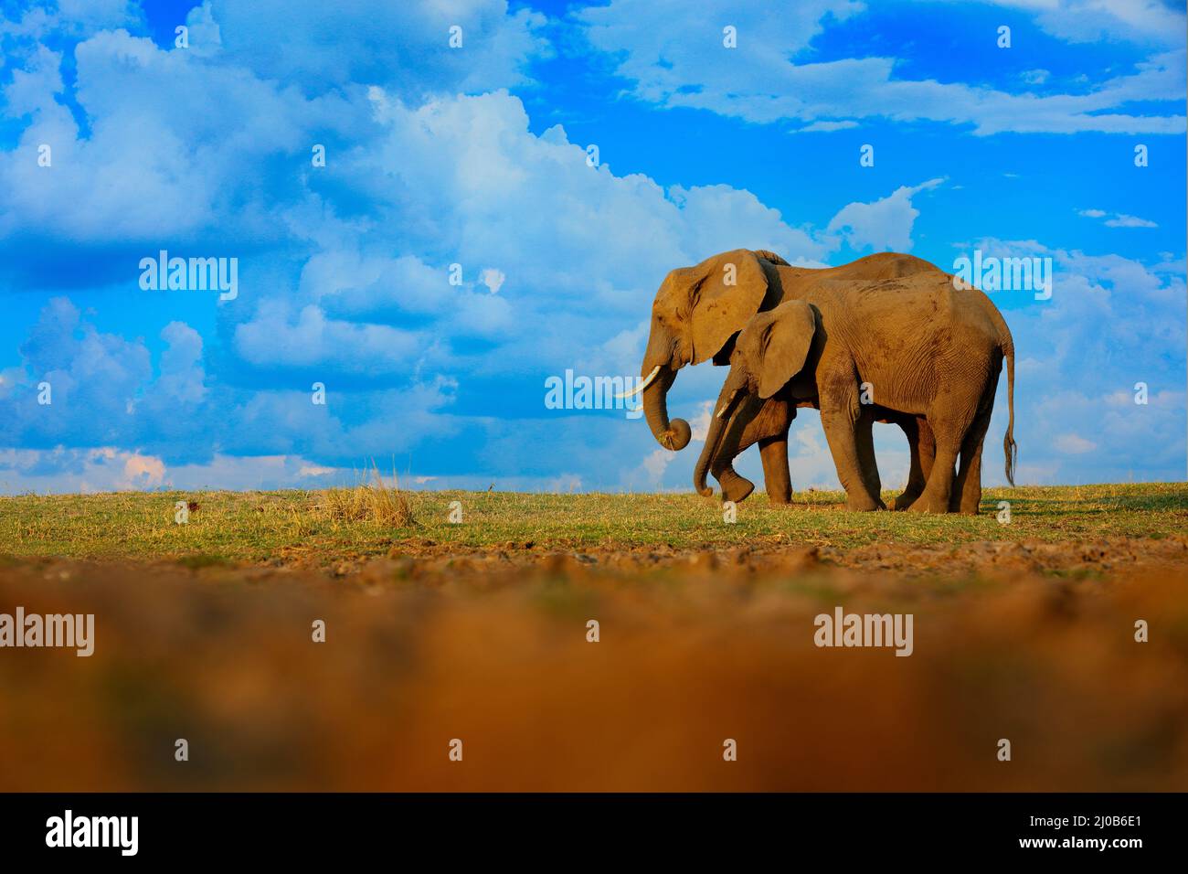 Elephant in the grass, blue sky. Wildlife scene from nature, elephant ...