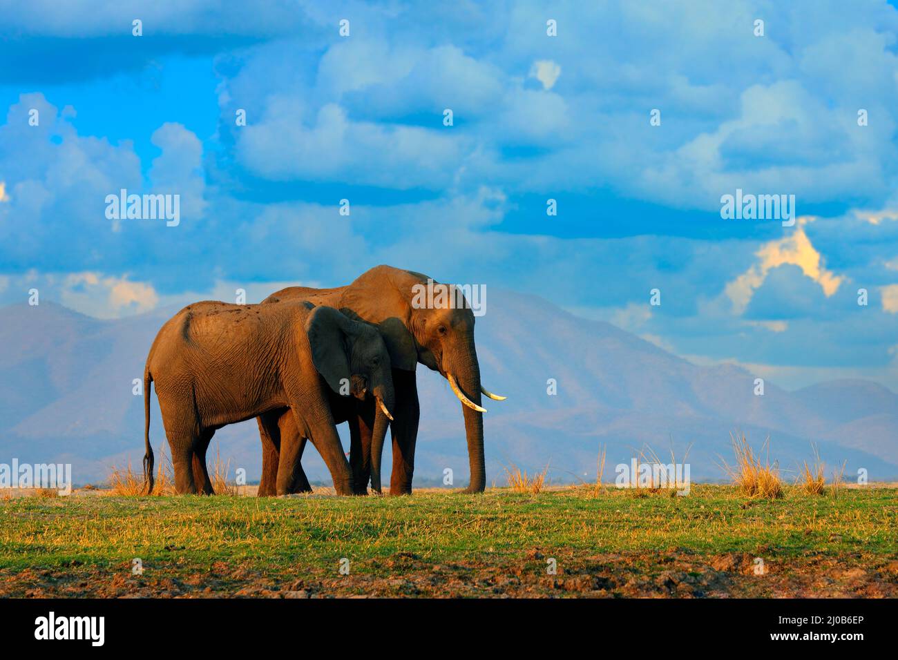 Elephant in the grass, blue sky. Wildlife scene from nature, elephant ...
