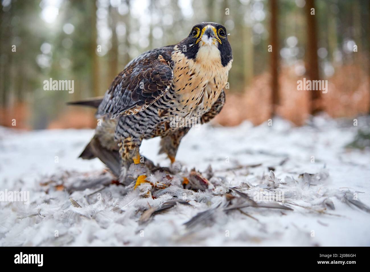 Peregrine Falcon, bird of prey sitting in the snow with catch during ...