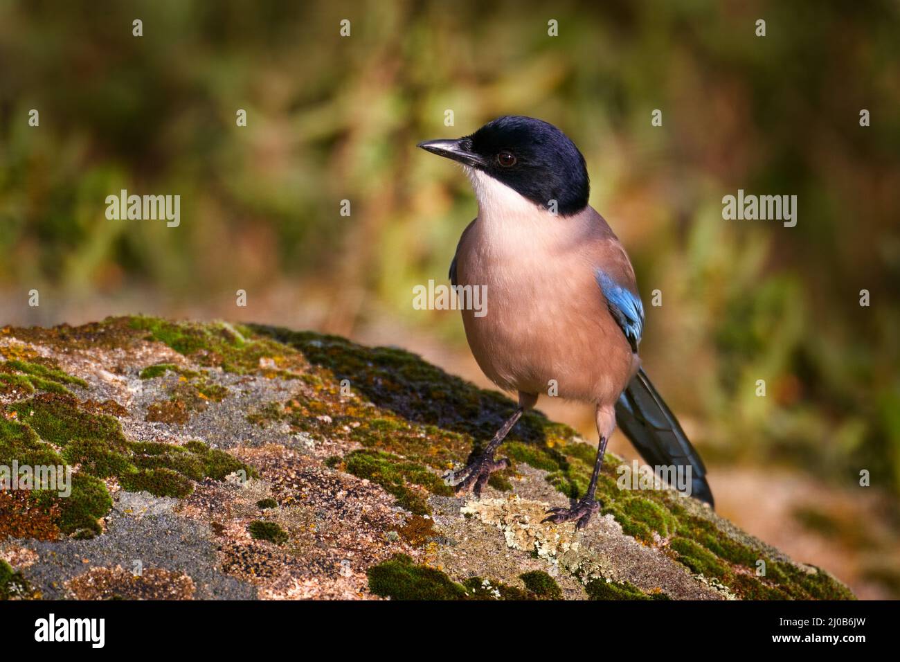 Azure-winged Magpie, Cyanopica cyanus, rare bird on the rock habitat ...