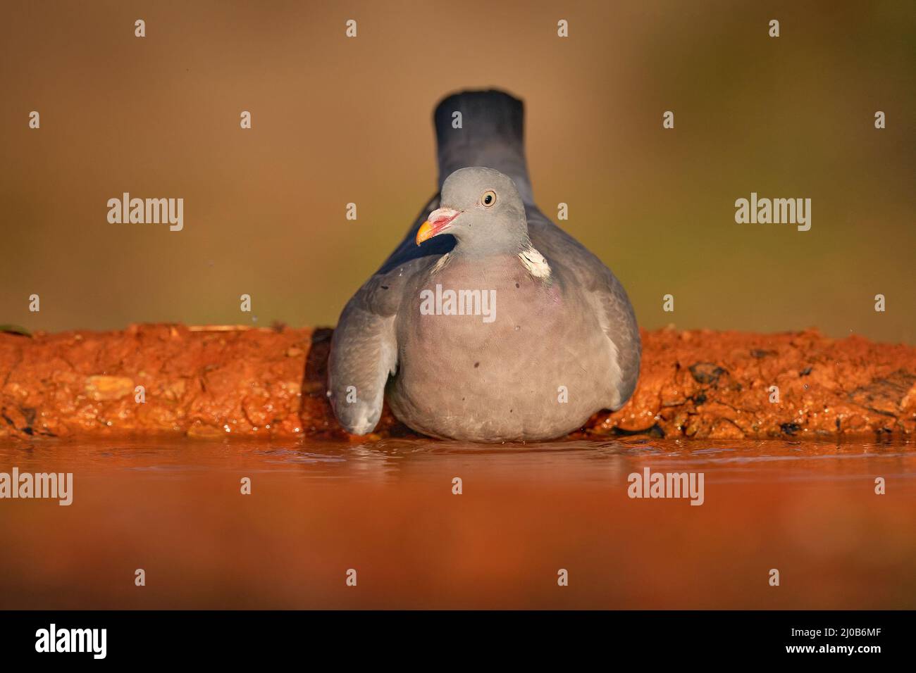 Woodpigeon in habitat hi-res stock photography and images - Alamy