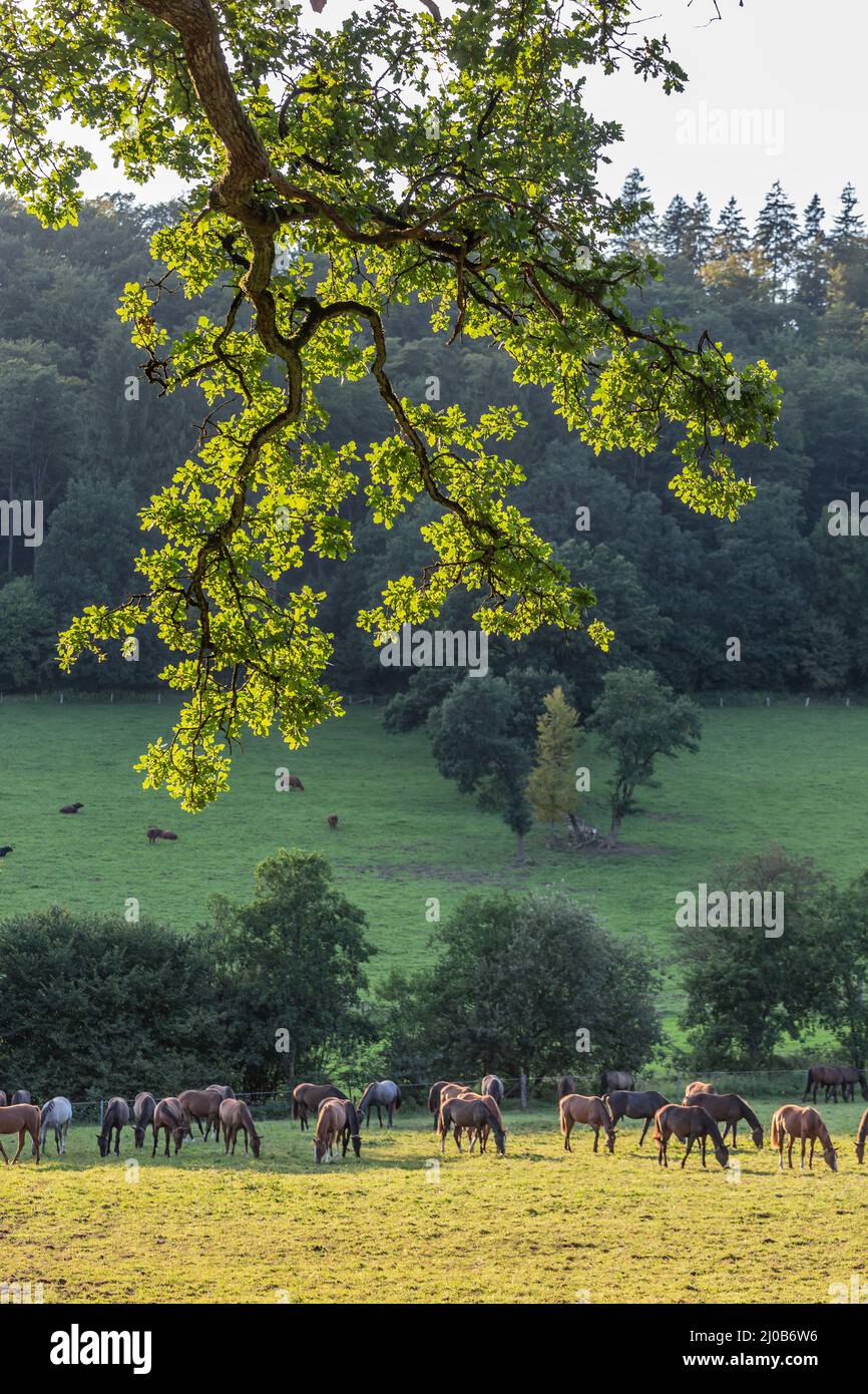 Oak tree and horses hi-res stock photography and images - Alamy