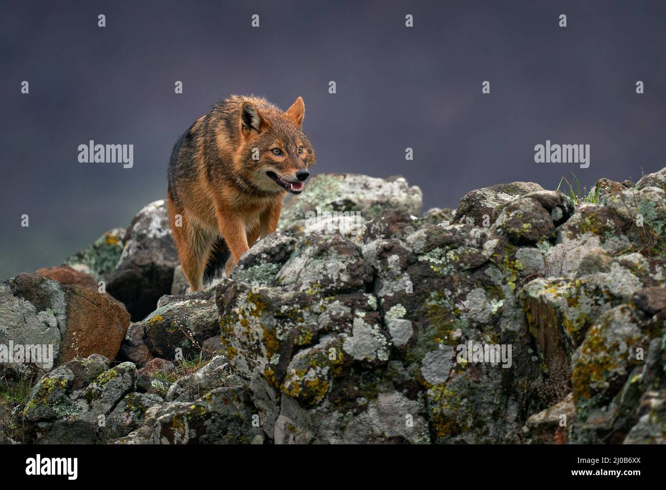 Golden jackal, Canis aureus, feeding scene on meadow, Eastern Rhodopes ...