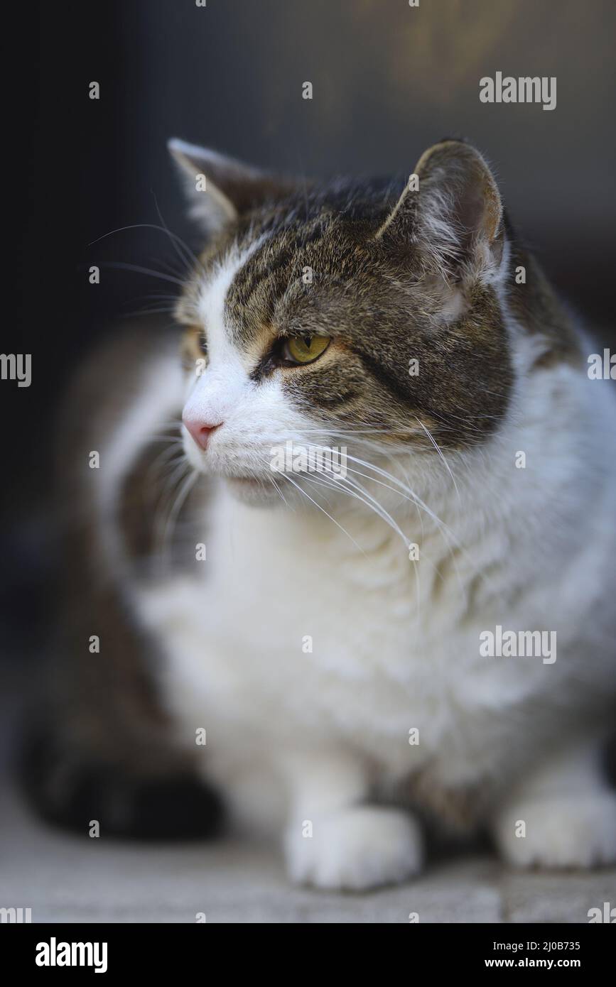 Larry the Cat - Chief Mouser to the Cabinet Office since 2011 - in ...