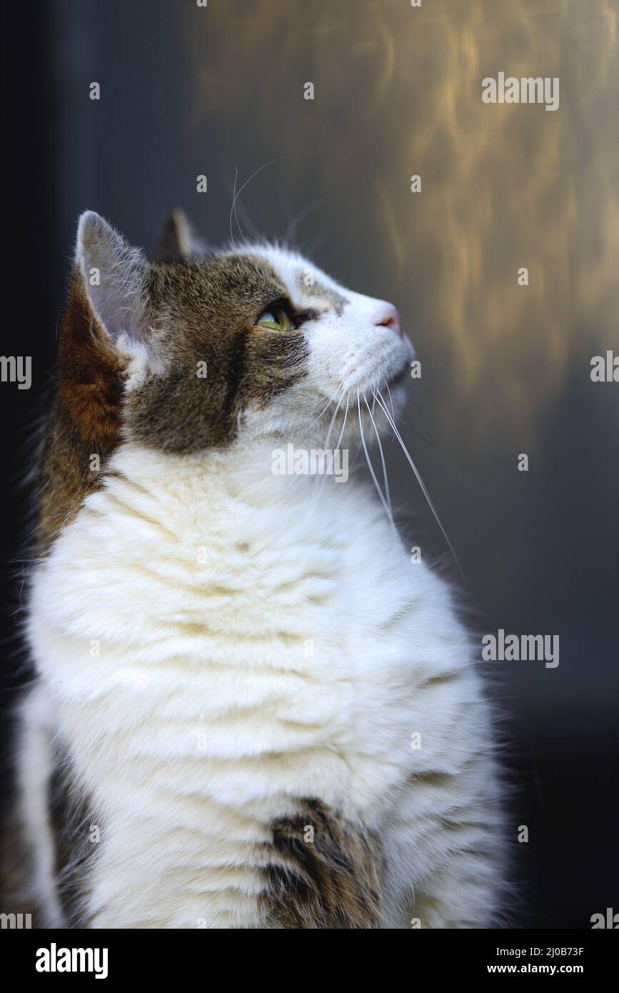 Larry the Cat - Chief Mouser to the Cabinet Office since 2011 - in ...