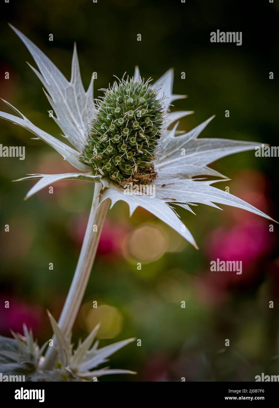 Shot at rhs wisley hi-res stock photography and images - Alamy