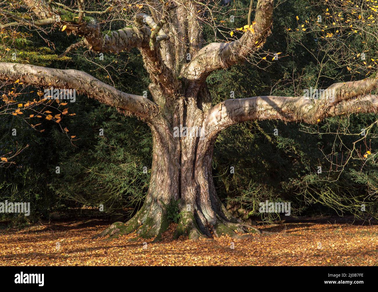 Beautiful colours of the trees at Westonbirt Arboretum in the autumn ...
