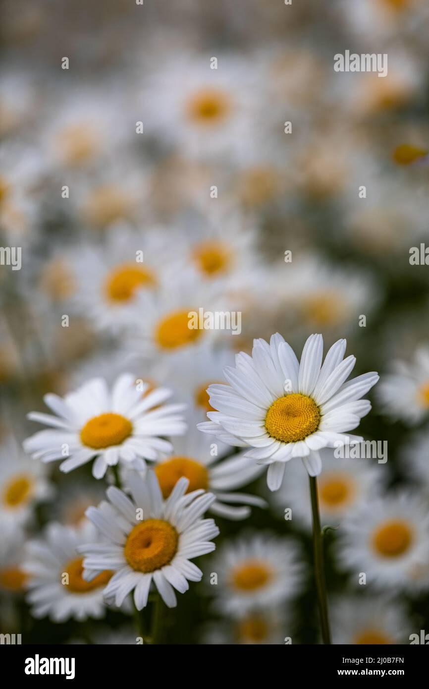 Beautiful shot of Wild daisies by the roadside near Poundon ...