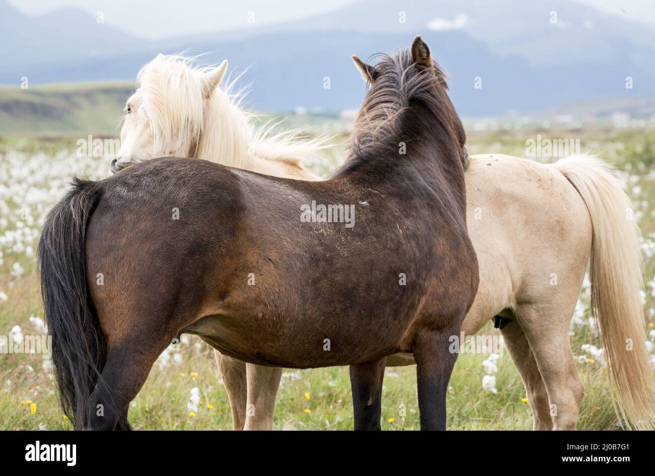 Icelandic wild horses grazing hi-res stock photography and images - Alamy