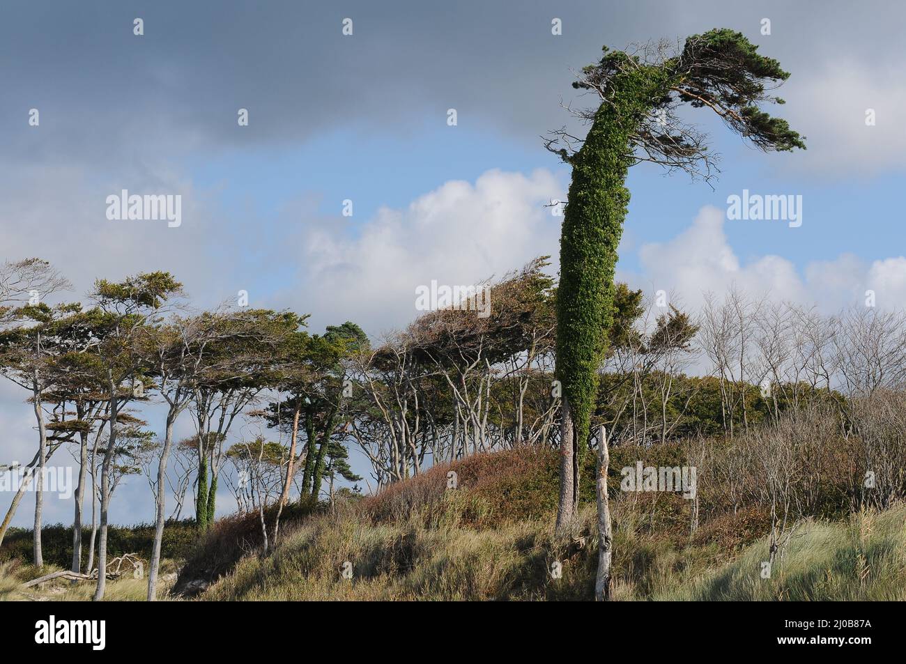 Baltic trees hi-res stock photography and images - Alamy