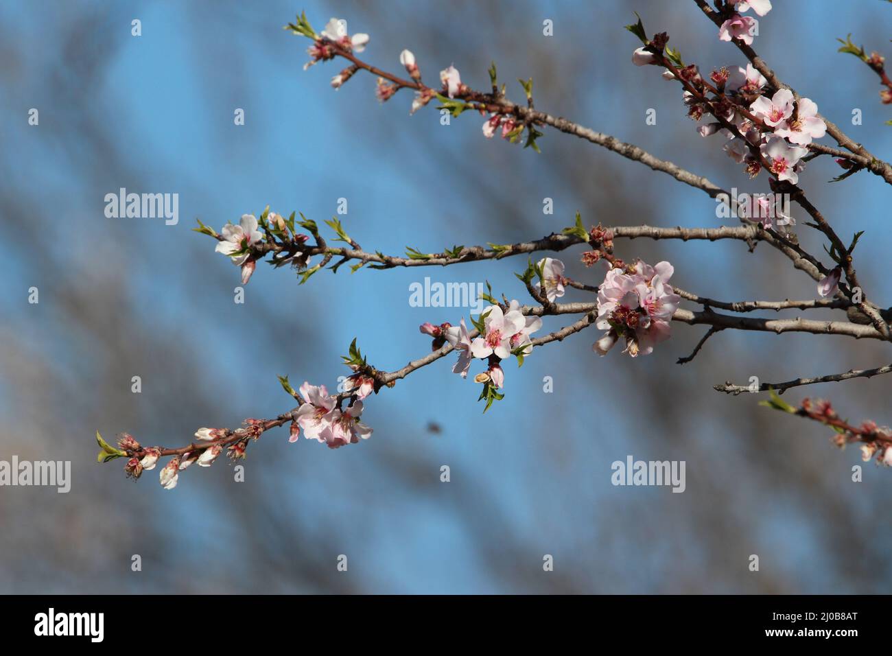 Closeup of a leafless blossoming tree branch Stock Photo - Alamy