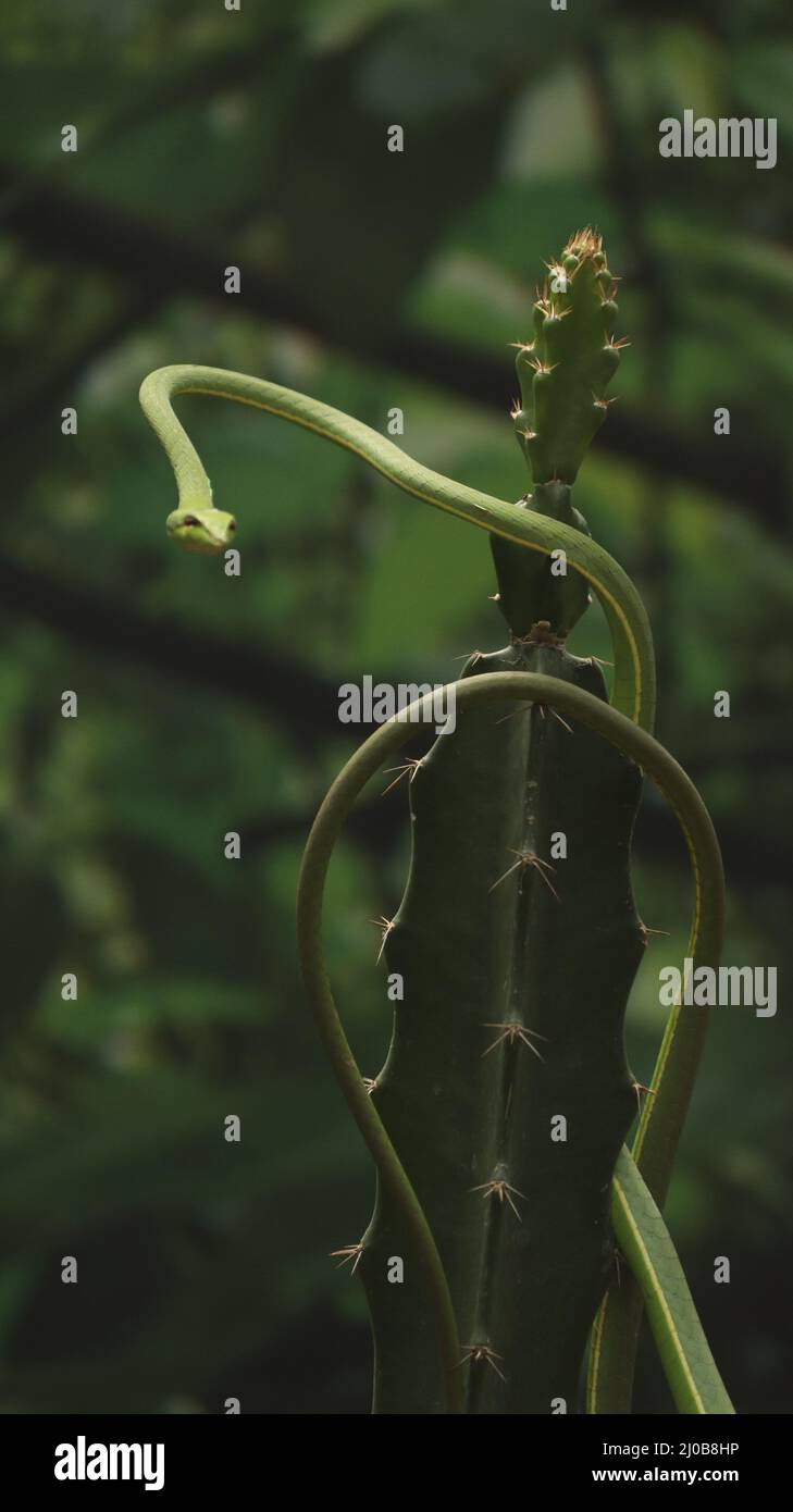 Snake cactus hi-res stock photography and images - Alamy