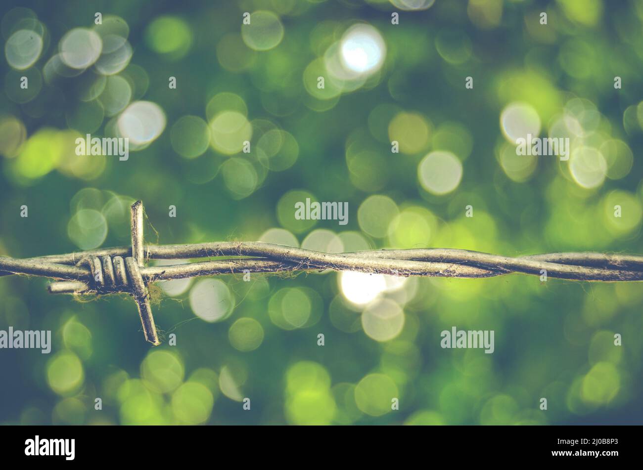 Barbed wire hair hi-res stock photography and images - Alamy