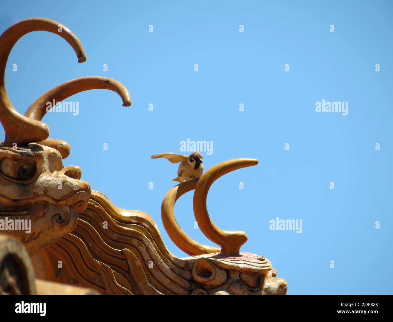 Eurasian Sparrow On The Roof Of The Palace In The Forbidden City China