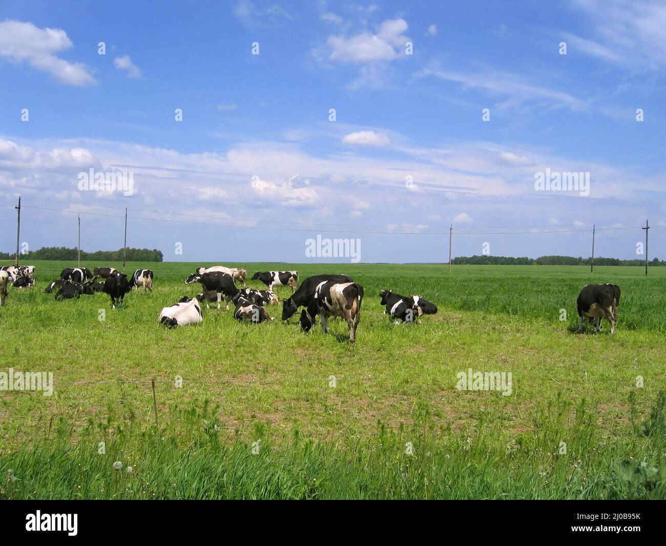 Lawn grazing cows on green hi-res stock photography and images - Alamy