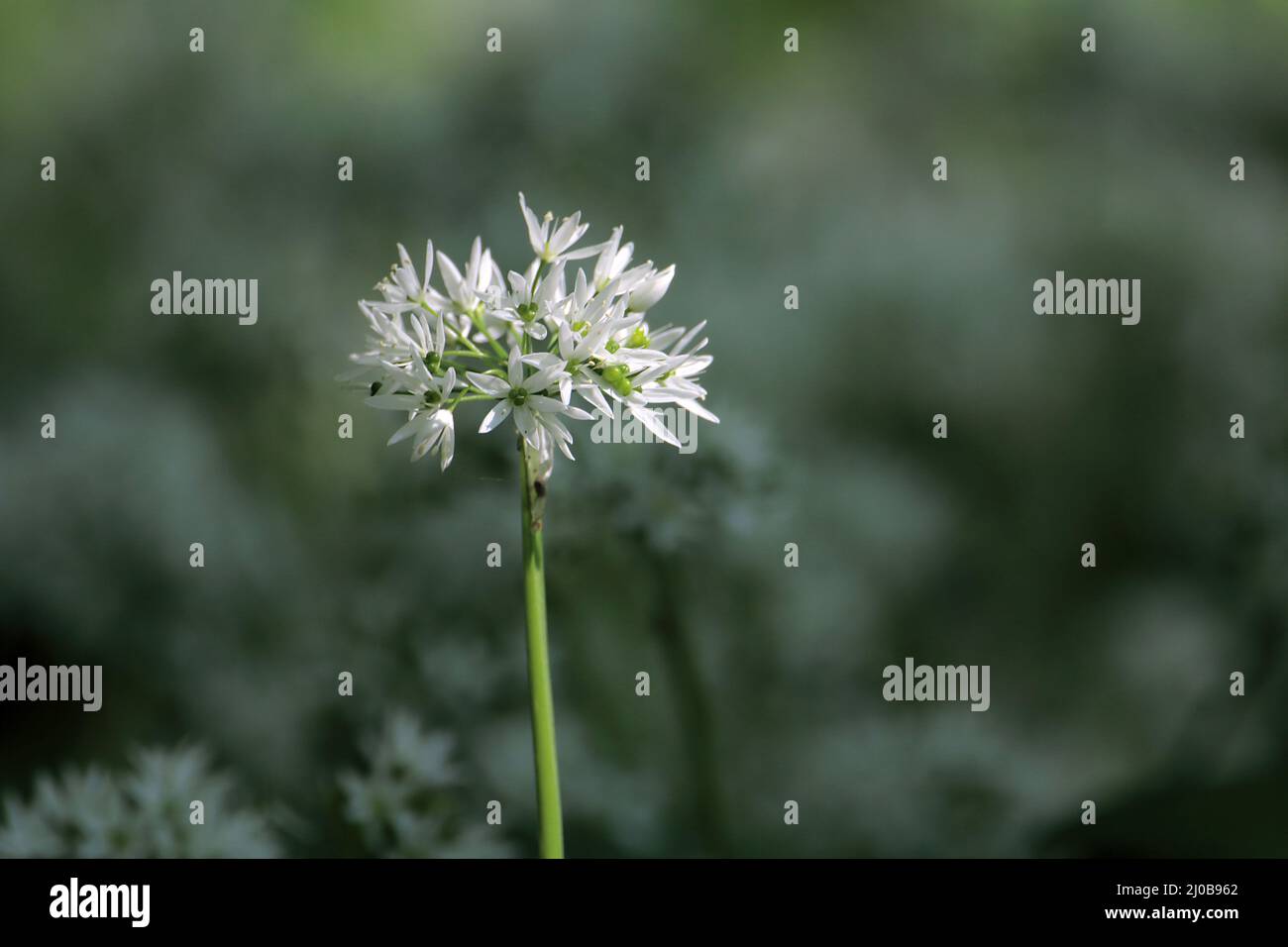 Allium ursinum plant hi-res stock photography and images - Alamy