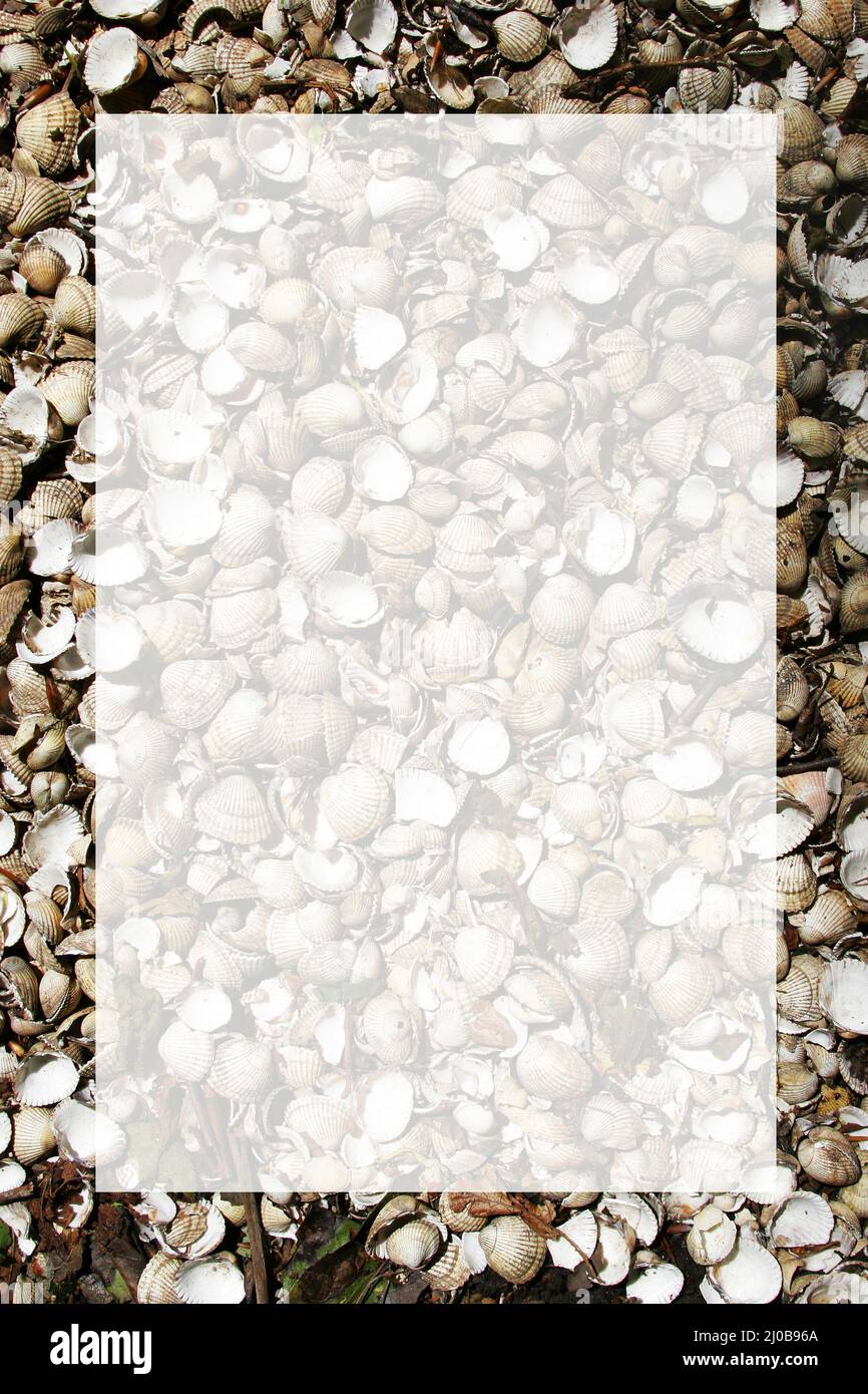 Shell border background Stock Photo - Alamy