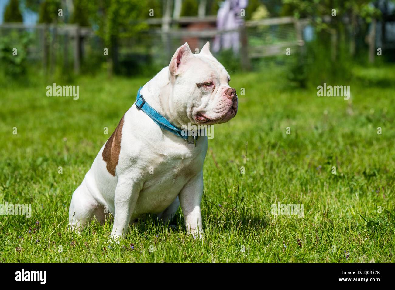 American Bully dog male portrait outside Stock Photo - Alamy
