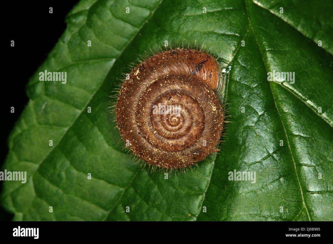 Hairy snail, Trochulus villosus, Trichia villosus Stock Photo - Alamy
