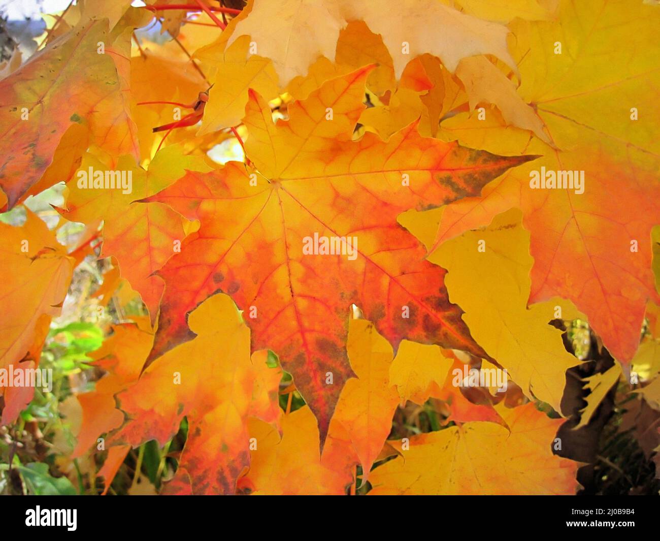 Beautiful maple tree foliage hi-res stock photography and images - Alamy