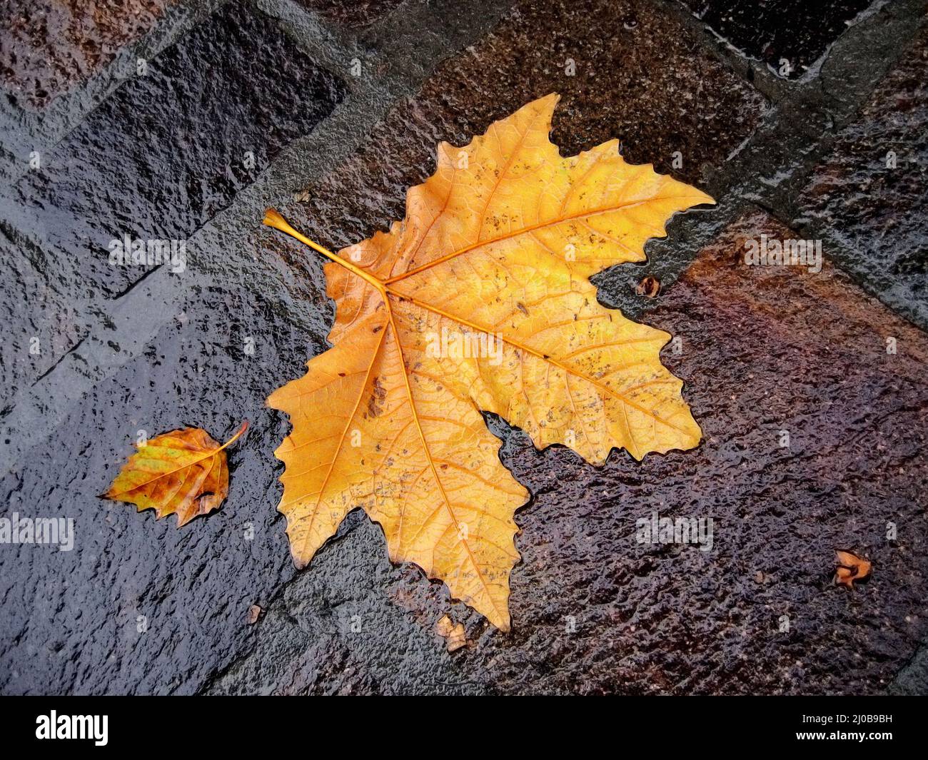 Wet leaf hi-res stock photography and images - Alamy