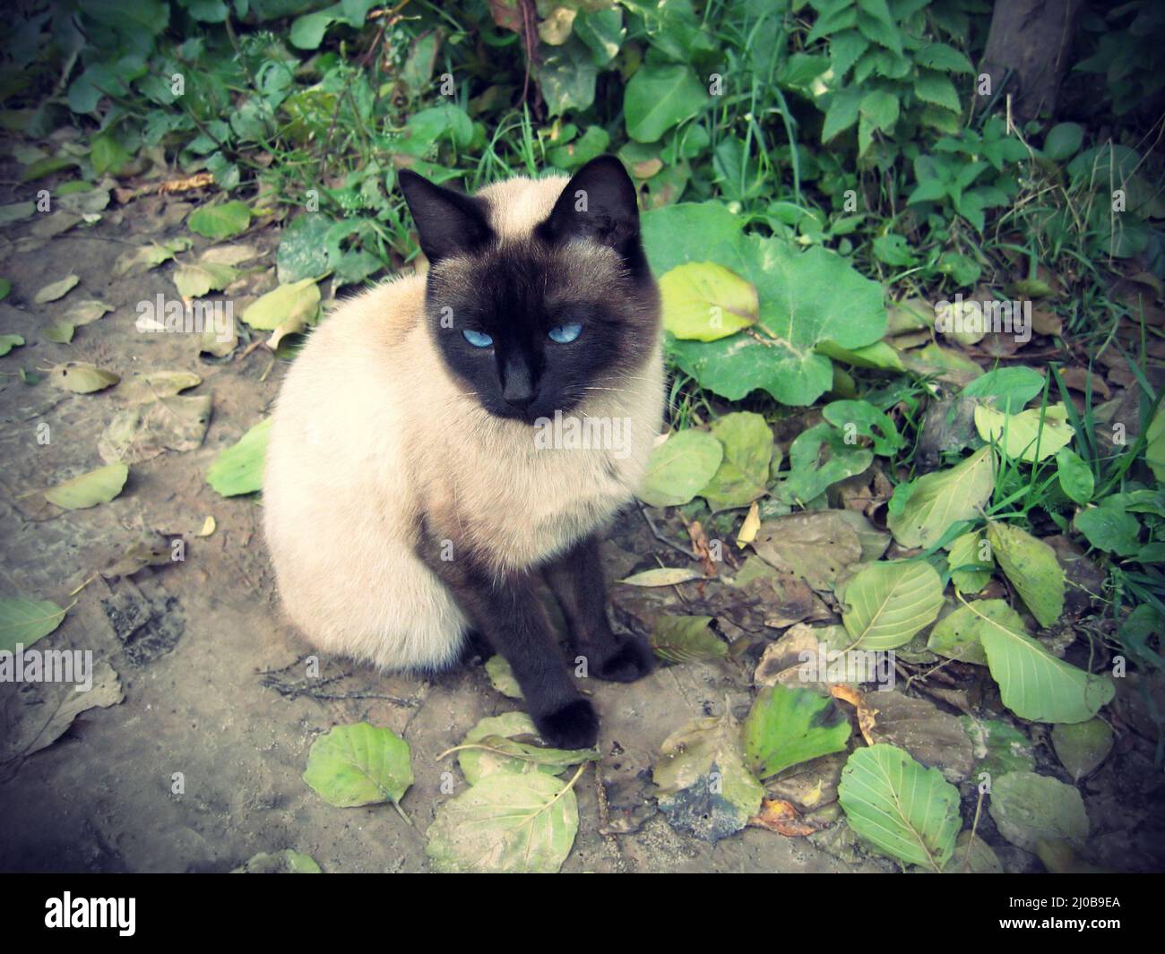 Purebred siamese cat hi-res stock photography and images - Alamy