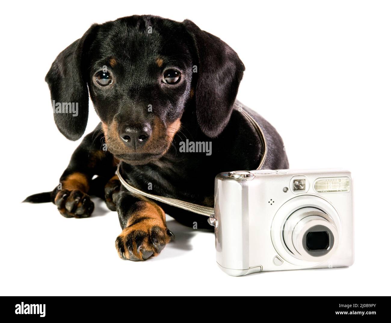Dog with a camera Stock Photo - Alamy