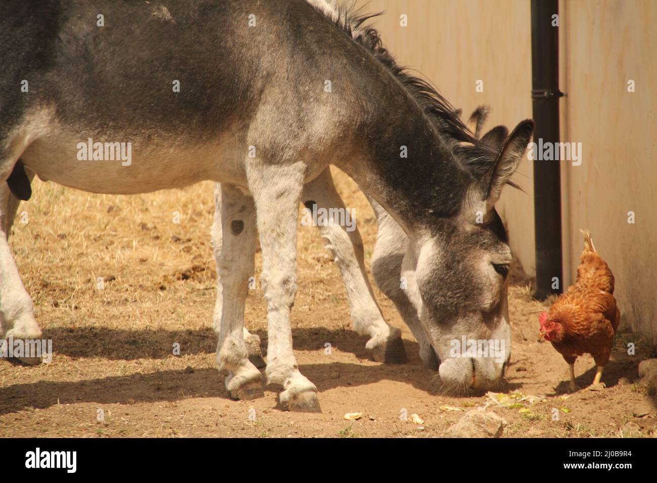 Chicken donkey hi-res stock photography and images - Alamy