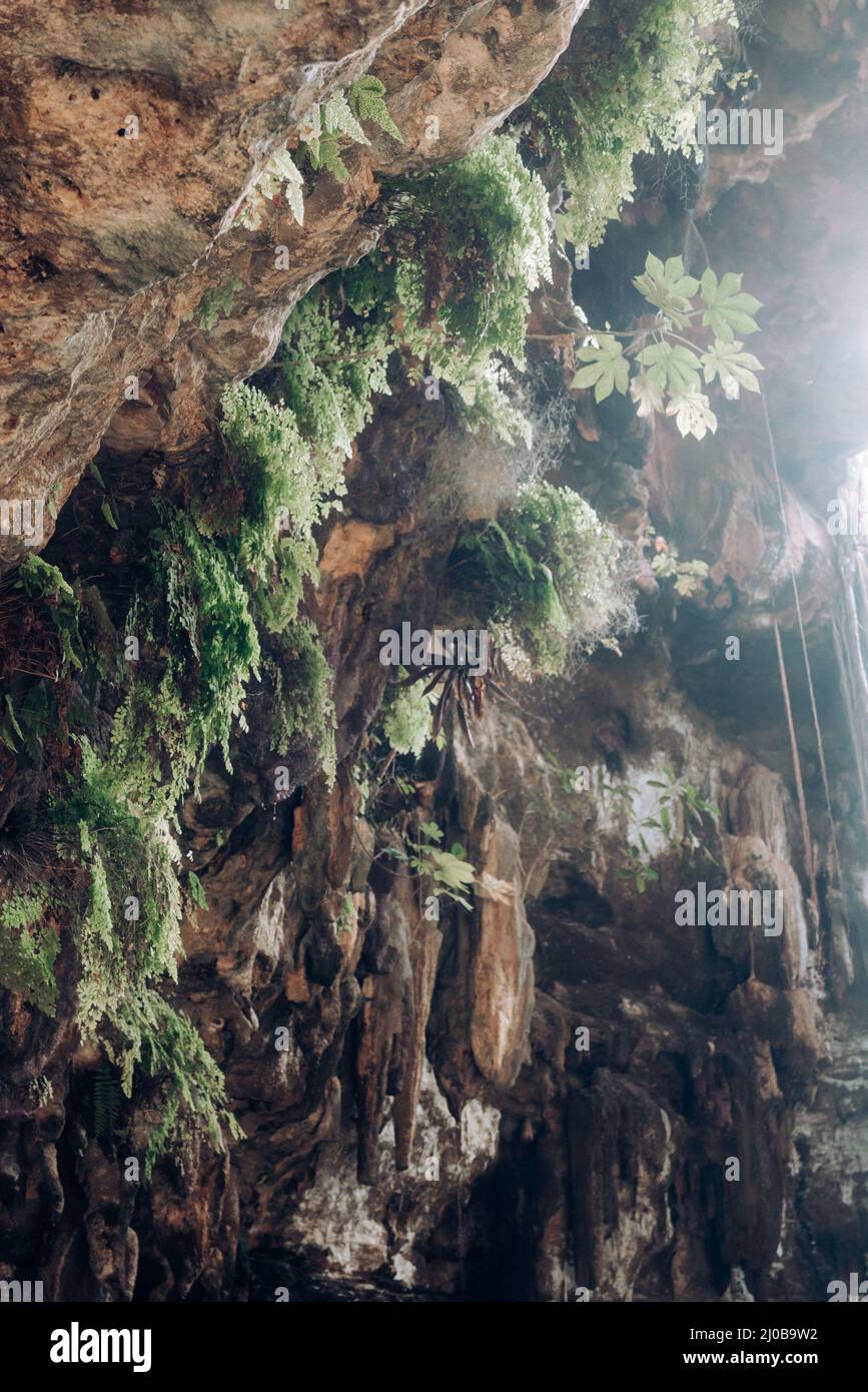Photo of rocks in cave covered with moss and grass Stock Photo - Alamy