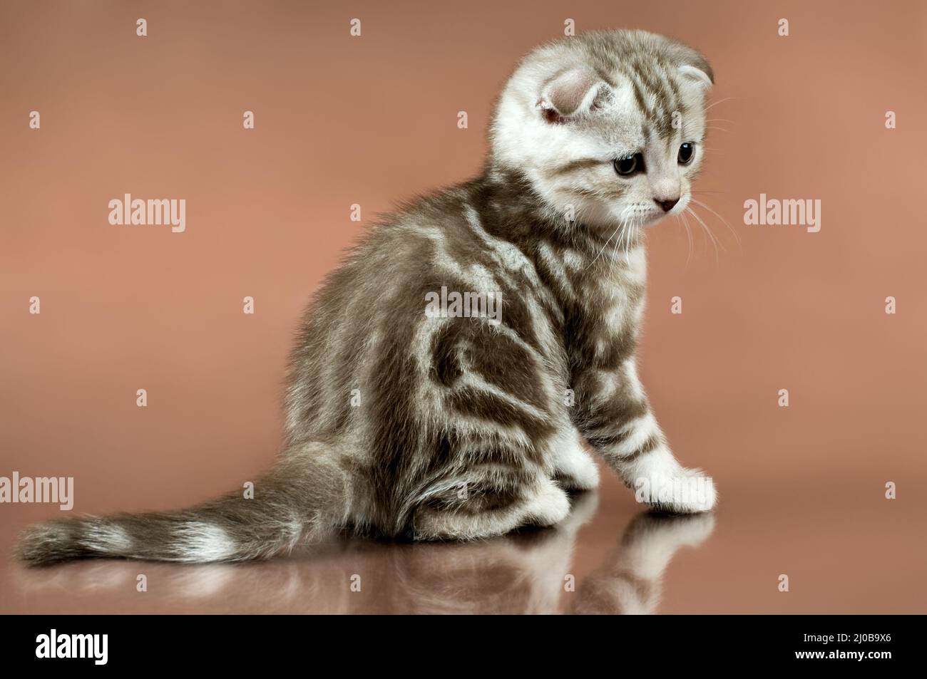Plaintive look hi-res stock photography and images - Alamy