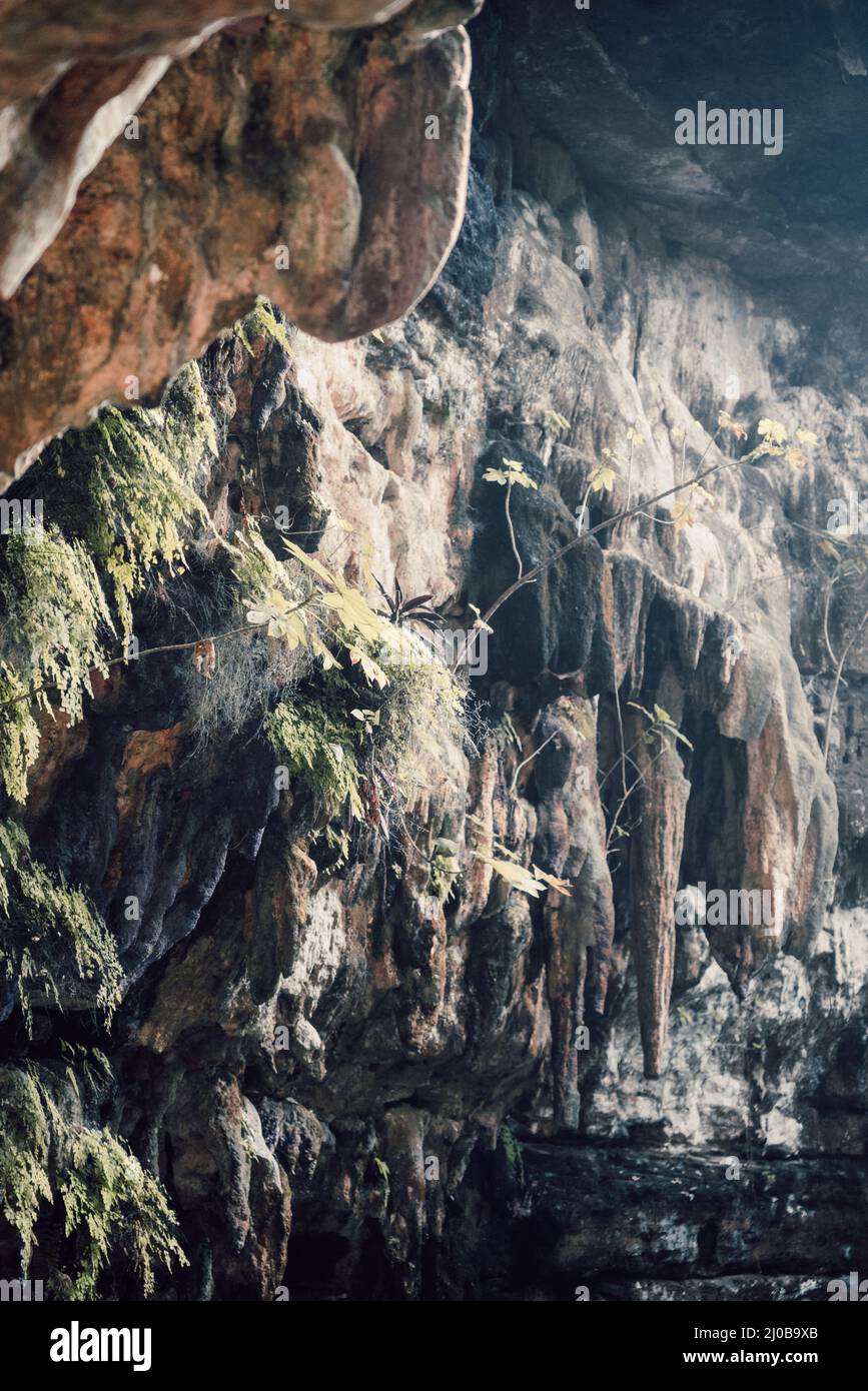 Photo of rocks in cave covered with moss and grass Stock Photo - Alamy