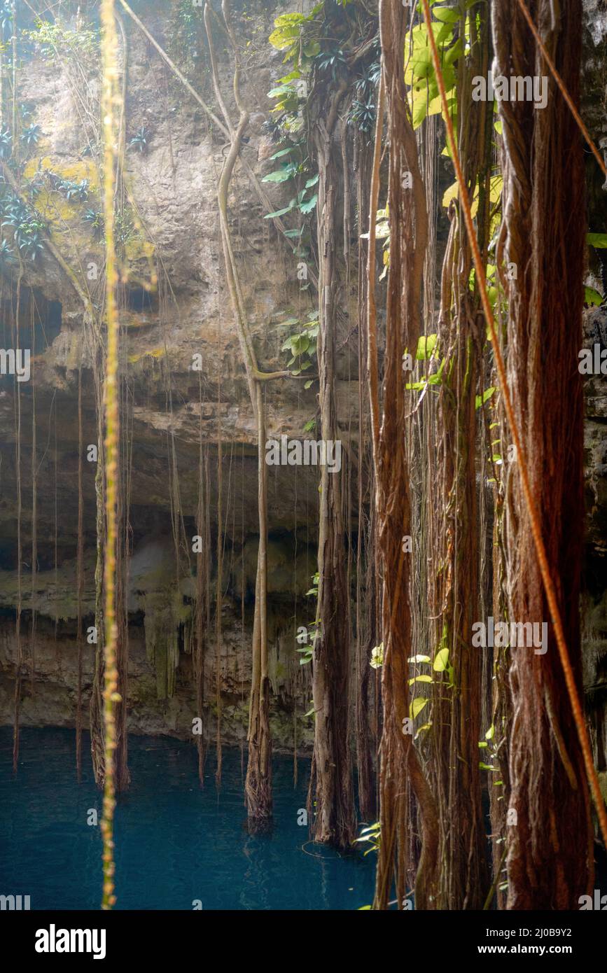 a photo of rocks in cave covered with moss and grass Stock Photo - Alamy