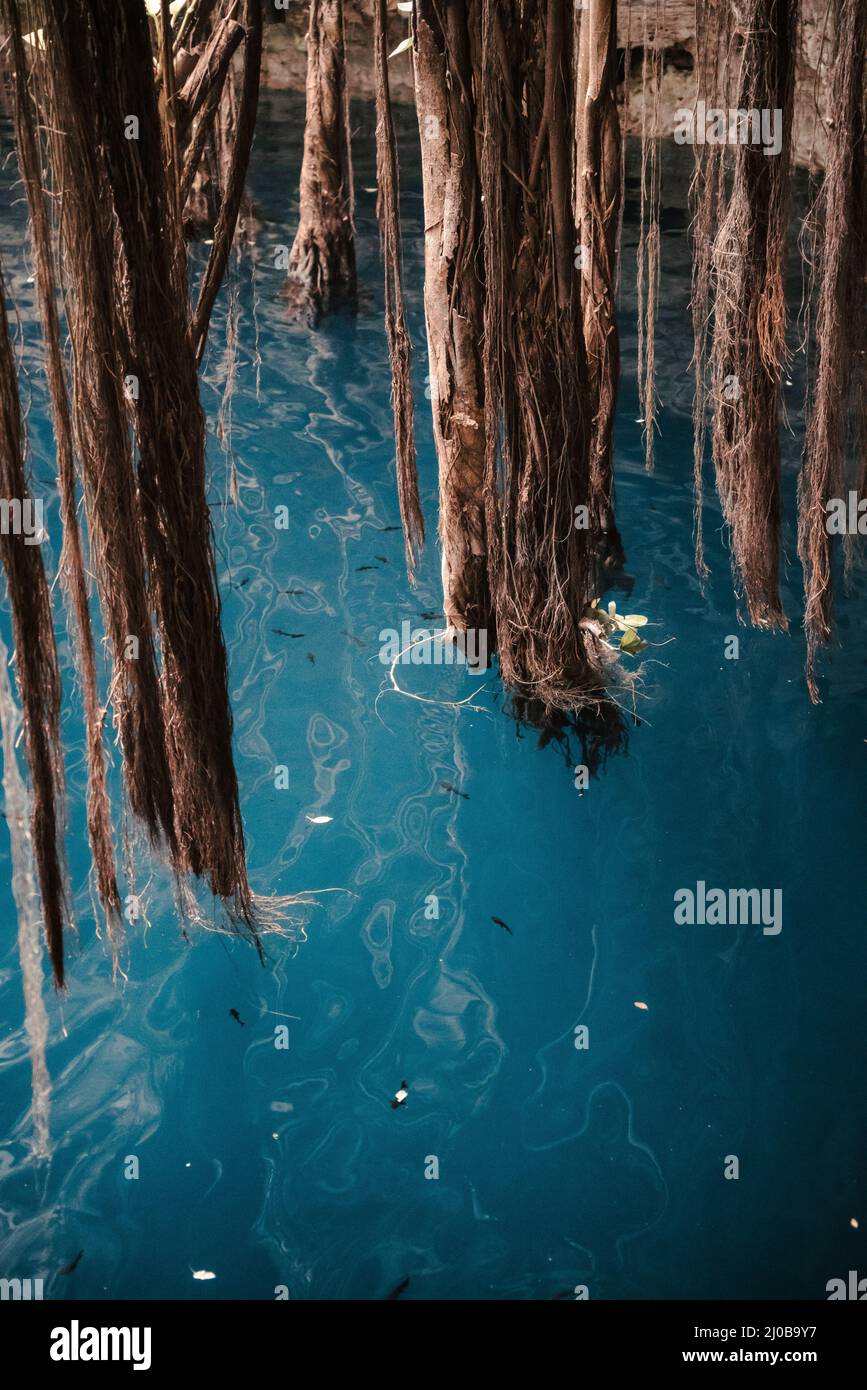 Photo of rocks in cave covered with moss and grass Stock Photo - Alamy