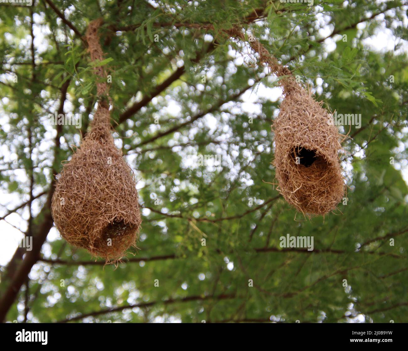 bird's nest on tree branch Stock Photo - Alamy