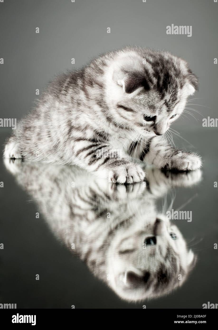 Small little baby cat stay hi-res stock photography and images - Alamy