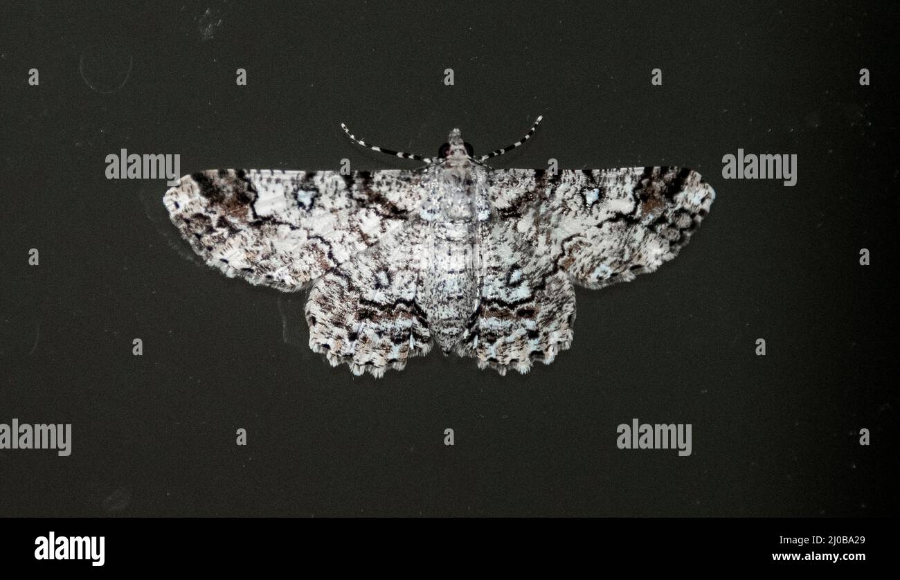 Cleora looper moth hi-res stock photography and images - Alamy