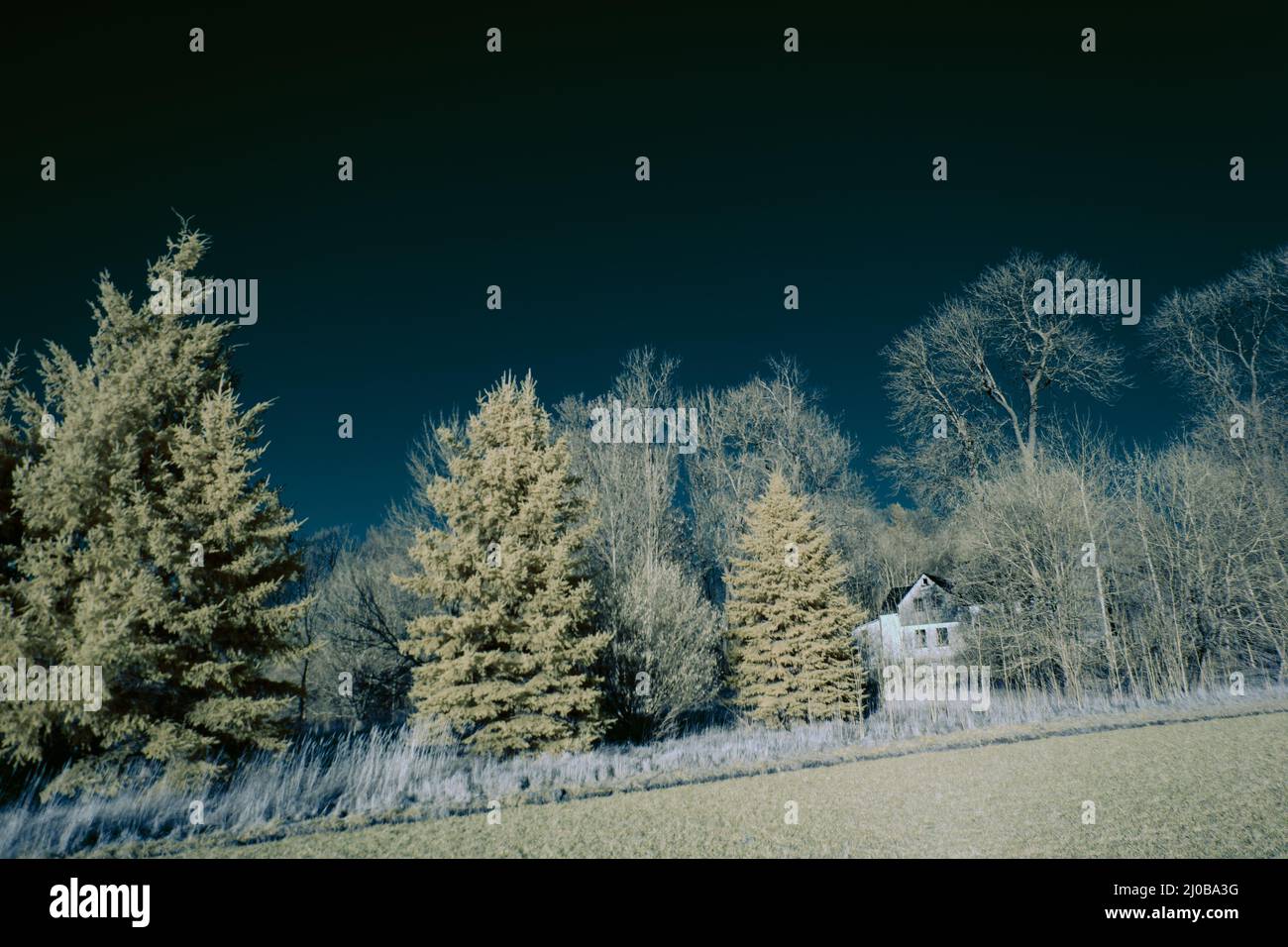 infrared photography - surreal ir photo of landscape with trees under ...