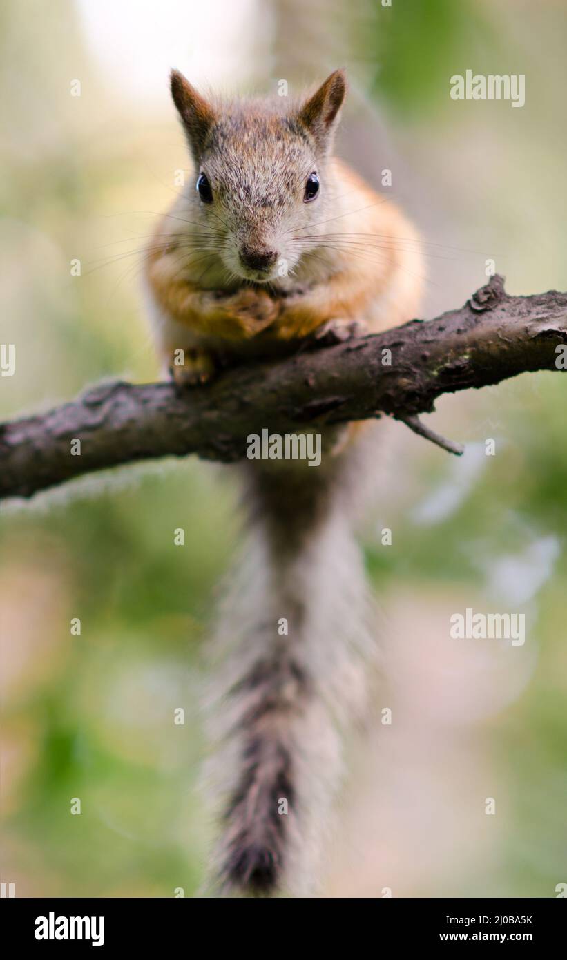 Photo squirrel hi-res stock photography and images - Alamy