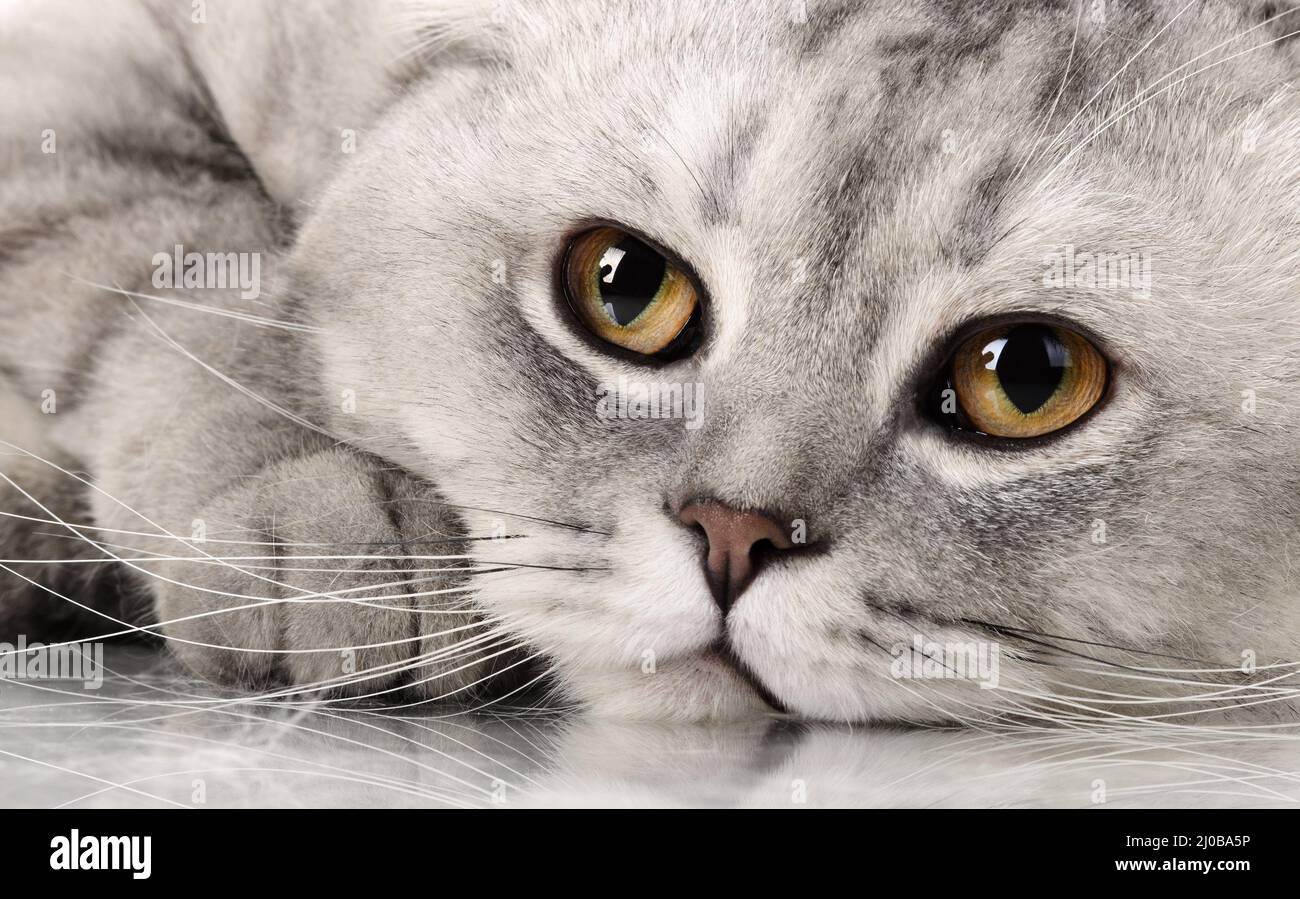 Full grown cat hi-res stock photography and images - Alamy