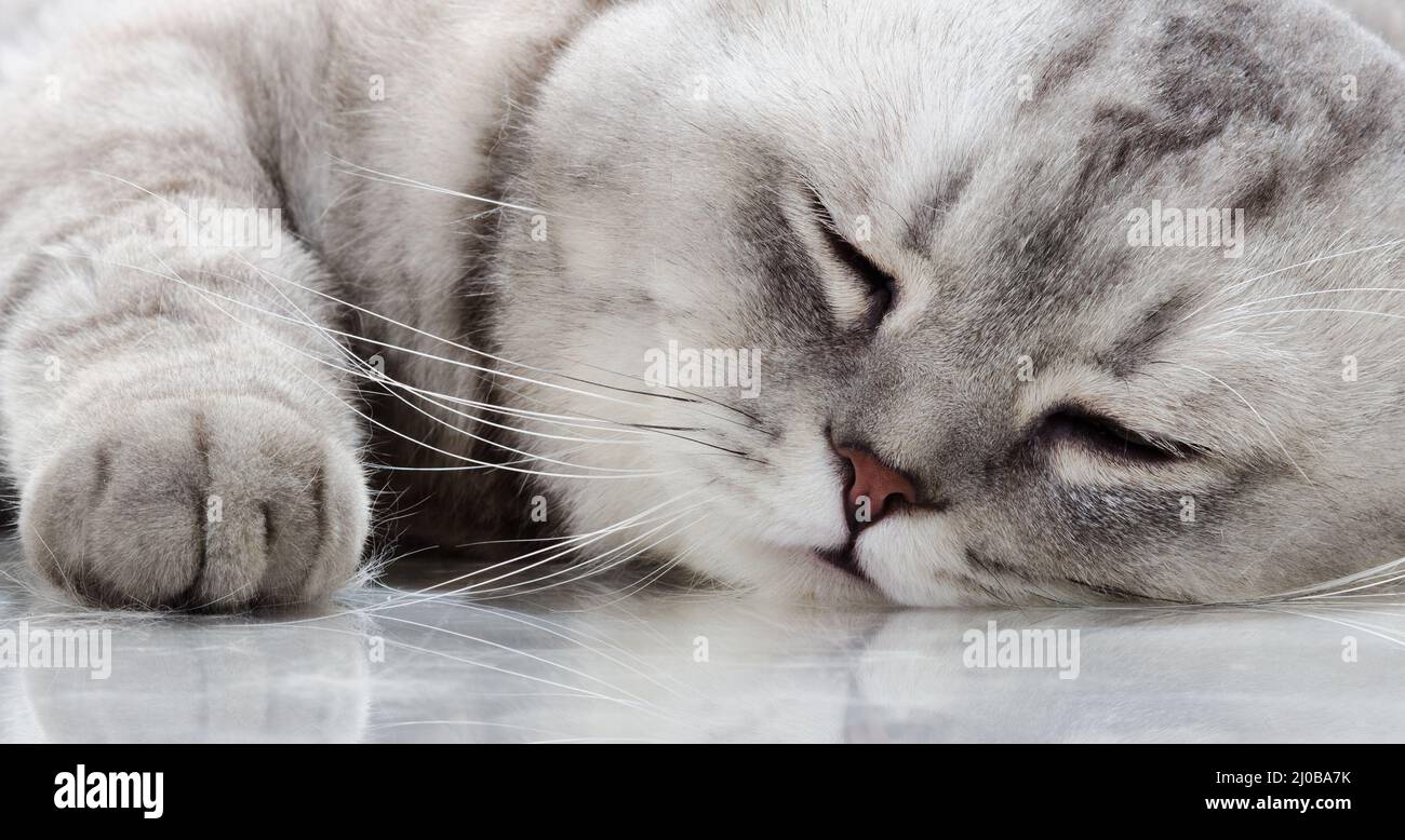 Close photo gray cat hi-res stock photography and images - Alamy