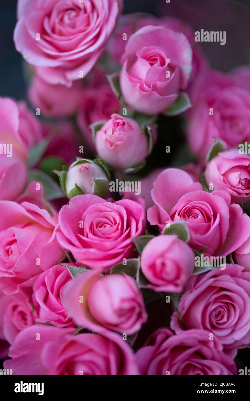 A bunch of small pink roses Stock Photo - Alamy